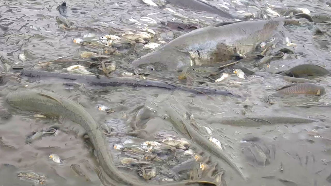 Masha Allah see how many boal fish in the tank. Great video of Boal ...