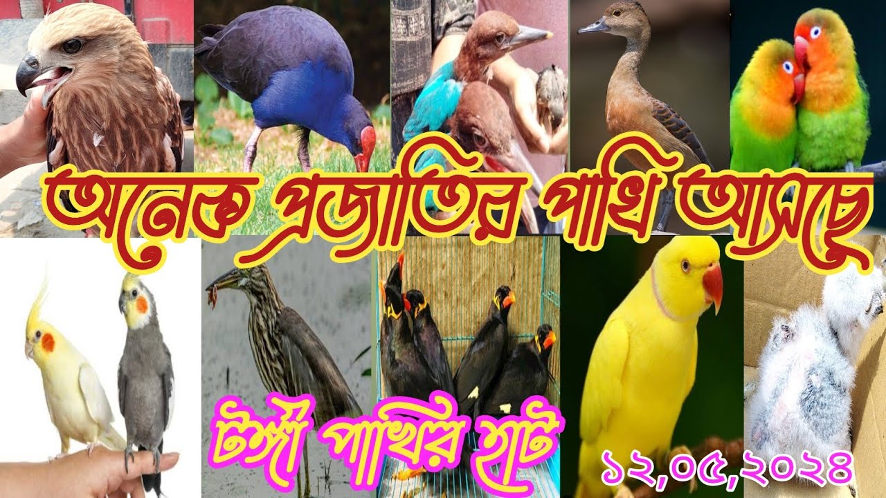 অনেক প্রজাতির পাখি আসছে টঙ্গী পাখির হাট l tongi pakhir hat 2024#viral ...