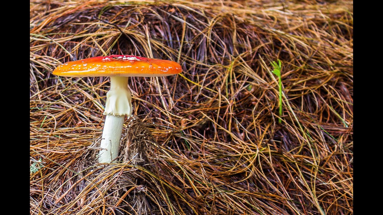 El Chusque - Puente Nacional Santander - YouTube