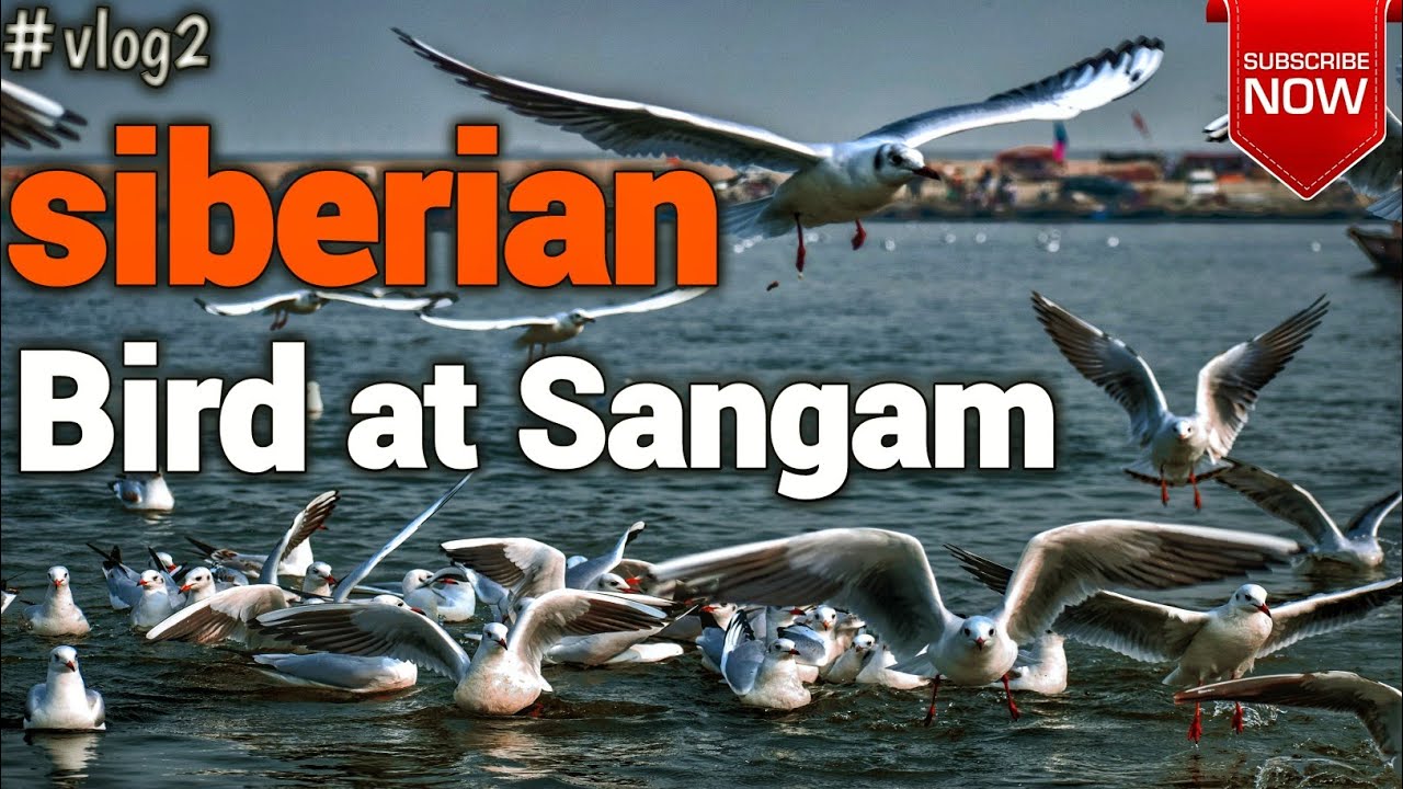 Siberian Bird In Pryagraj Sangam | साइबेरियन विदेशी पक्षी🔥🔥 | Why ...