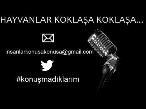 Hayvanlar Koklaşa Koklaşa 12.11.2017