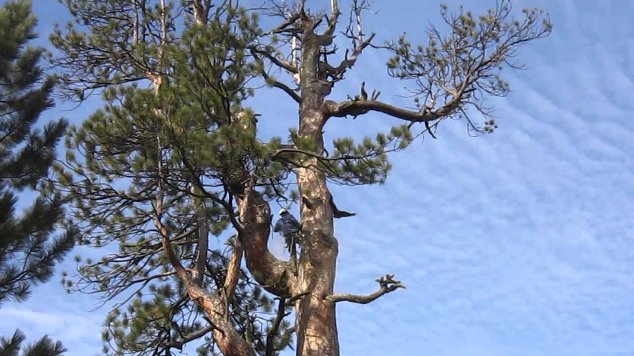 Arborist removing dead top from very large tree - YouTube
