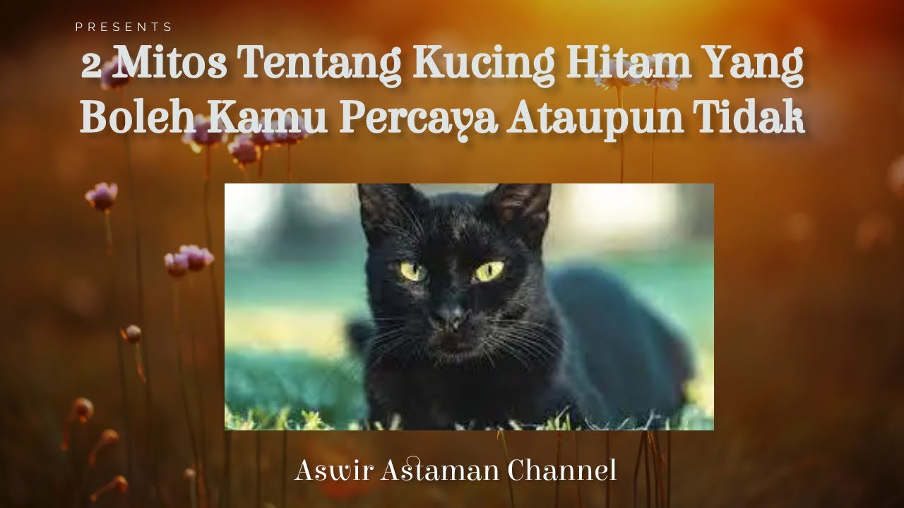 2 Mitos Tentang Kucing Hitam Yang Boleh Kamu Percaya Ataupun Tidak ...
