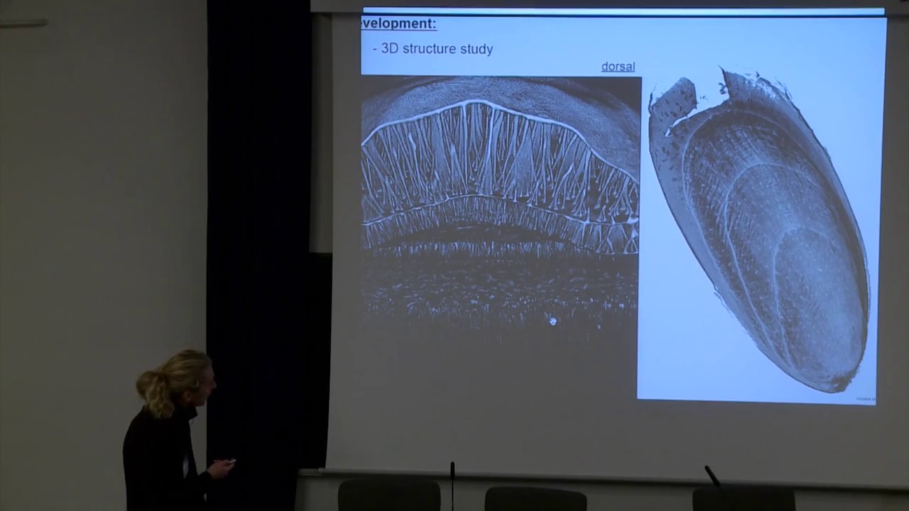 Shell constructing during embryonic life of Sepia officinalis ...