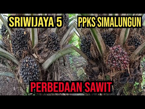 PERBEDAAN SAWIT SRIWIJAYA 5 vs PPKS SIMALUNGUN TANAM PADA AREAL MINERAL