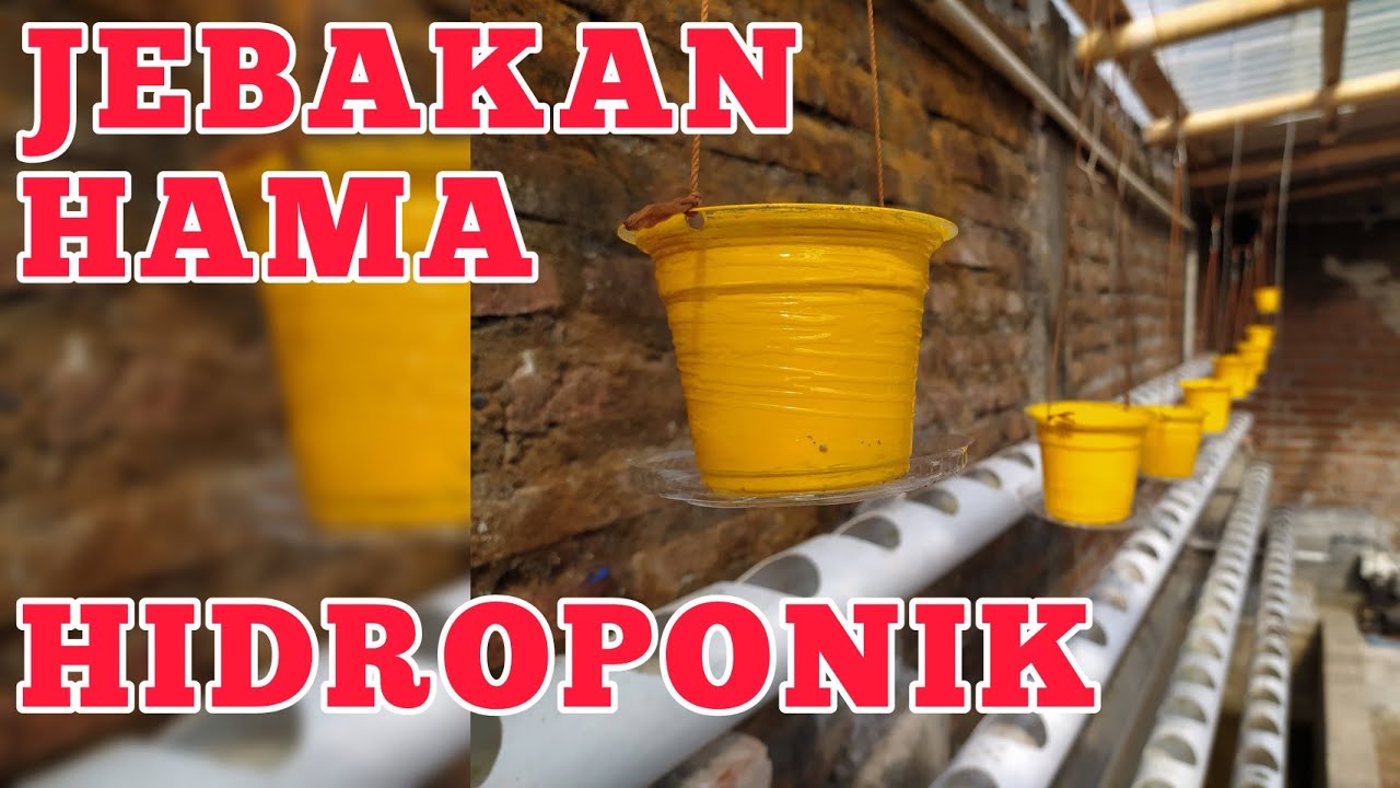 Mencegah Hama Tanpa Pestisida! Cara Membuat Likat Kuning dari Cup ...