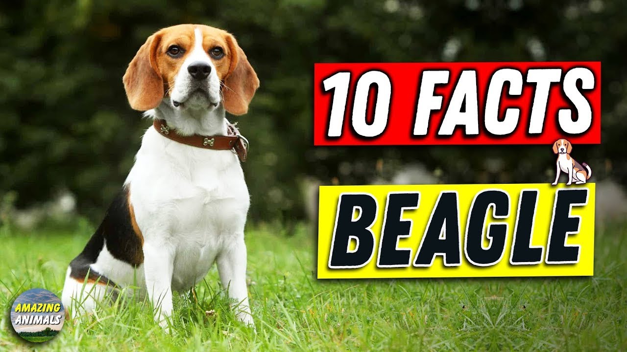 Beagles 101 10 Facts for Owners - YouTube