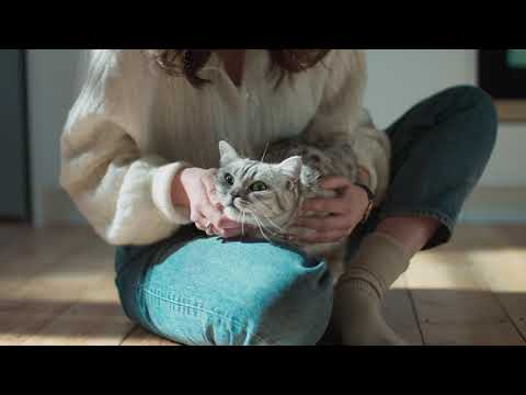Whiskas: Purr More Reklamı - The Brand Planet
