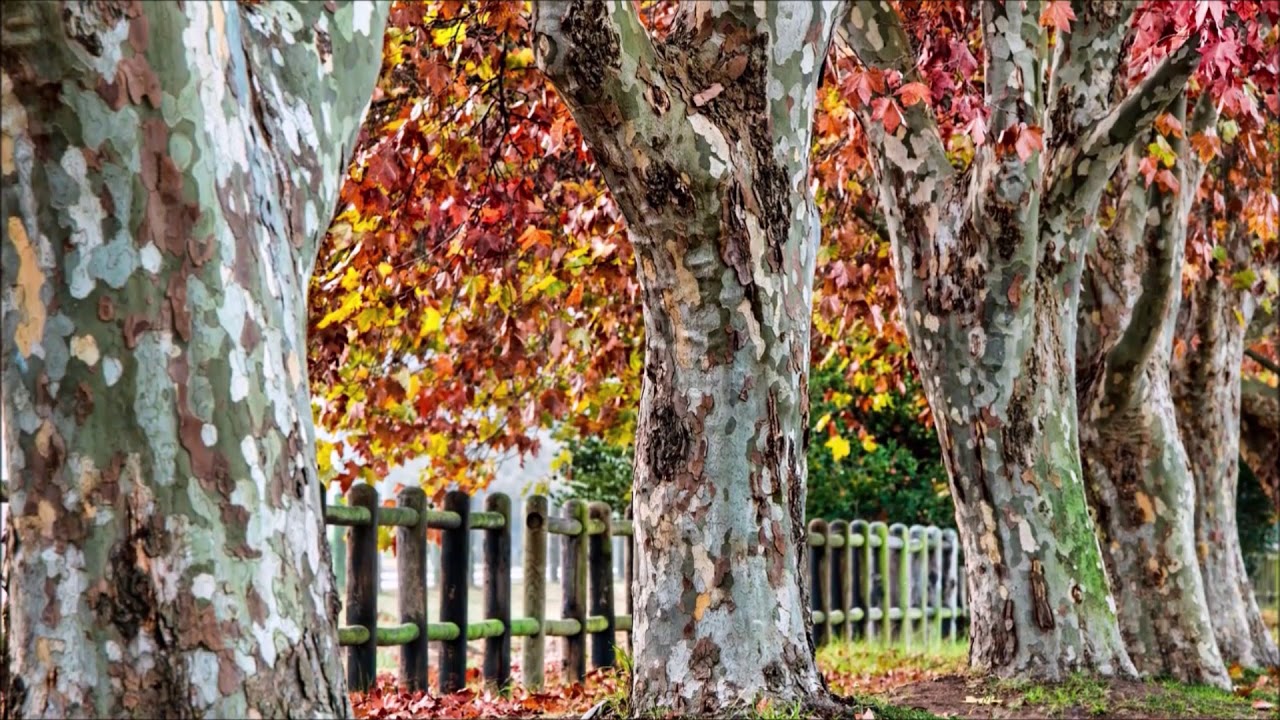 Growing Sycamore Trees Highland Hill Farm Grows them from seeds - YouTube