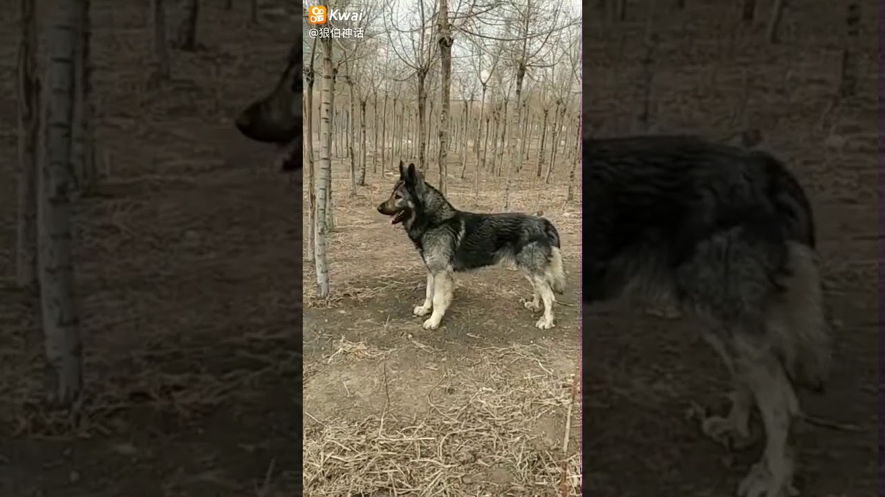 China wolf - YouTube