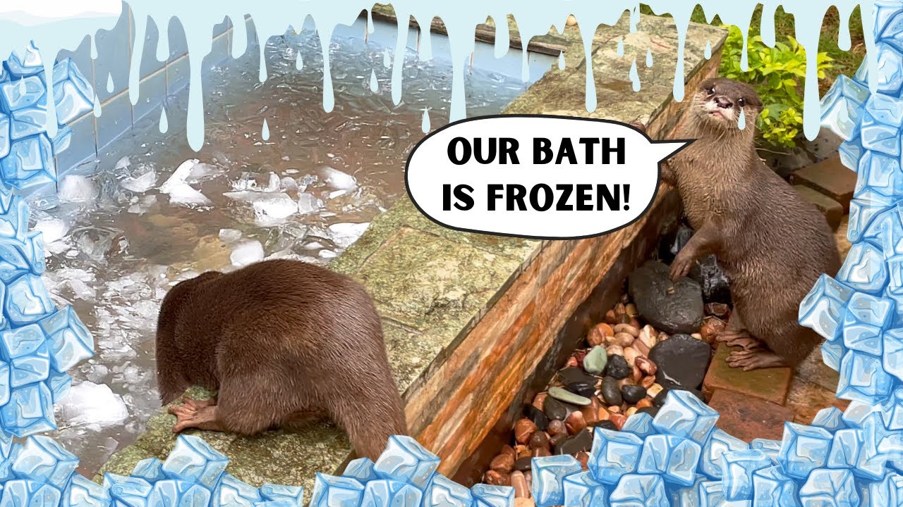 Otters Experience First ICE BATH ever ️🧊 - YouTube