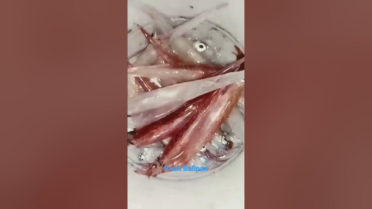 Fresh pusit ballpen - YouTube