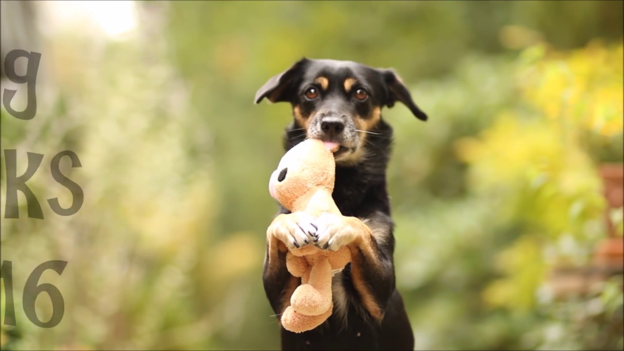 Amazing dog tricks 2016 | performed by Bella - YouTube