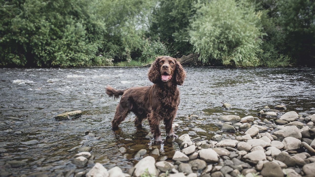 Rico The Working Cocker - Flight Line Reconnaissance - YouTube