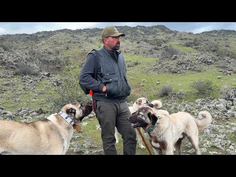 YAĞMUR VE GÜNEŞ Bİ ARADA | CEMAL DAYI GELDİ