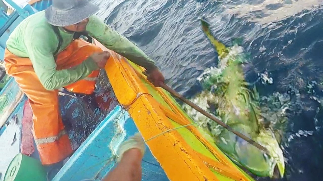 PESCA de PERICO | Big catch of fish - YouTube