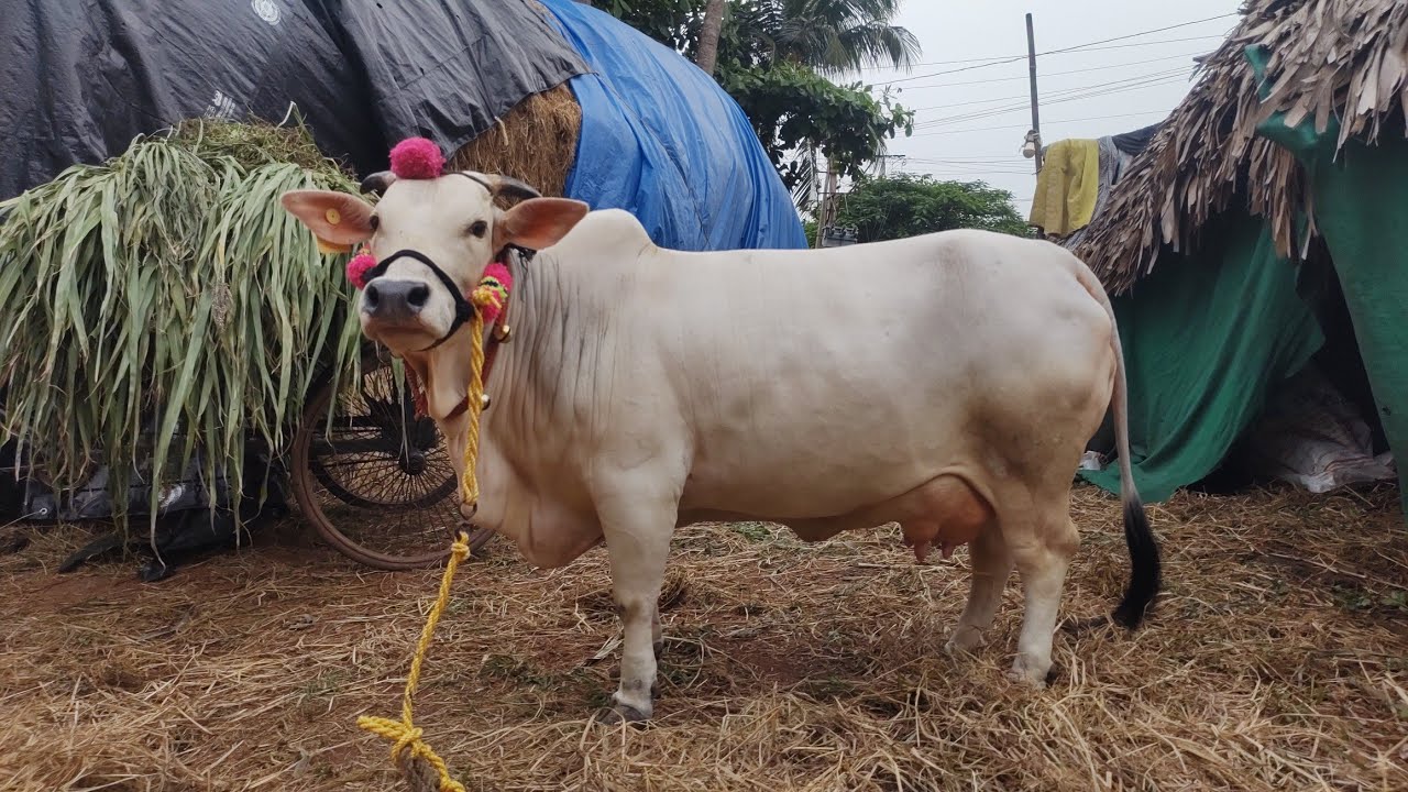 Punganur Cow - YouTube