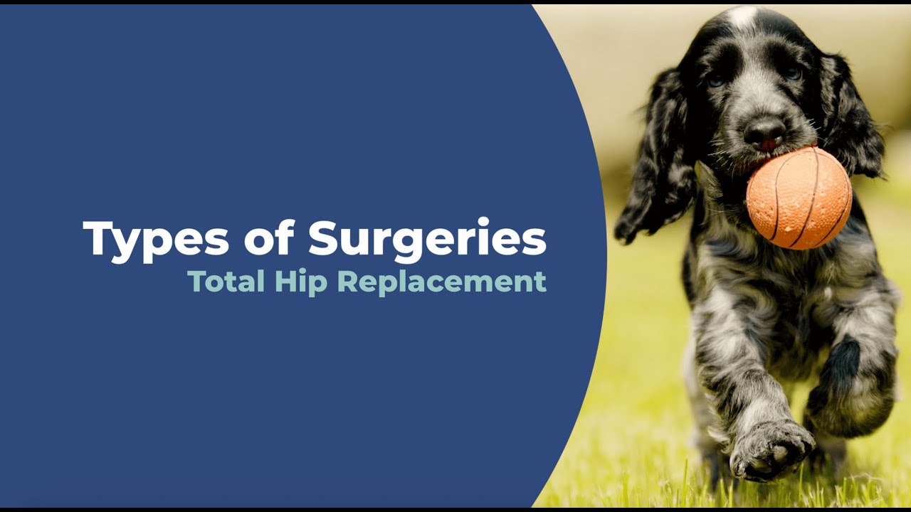 Total Hip Replacement | Common Conditions | Capital Animal Hospital ...
