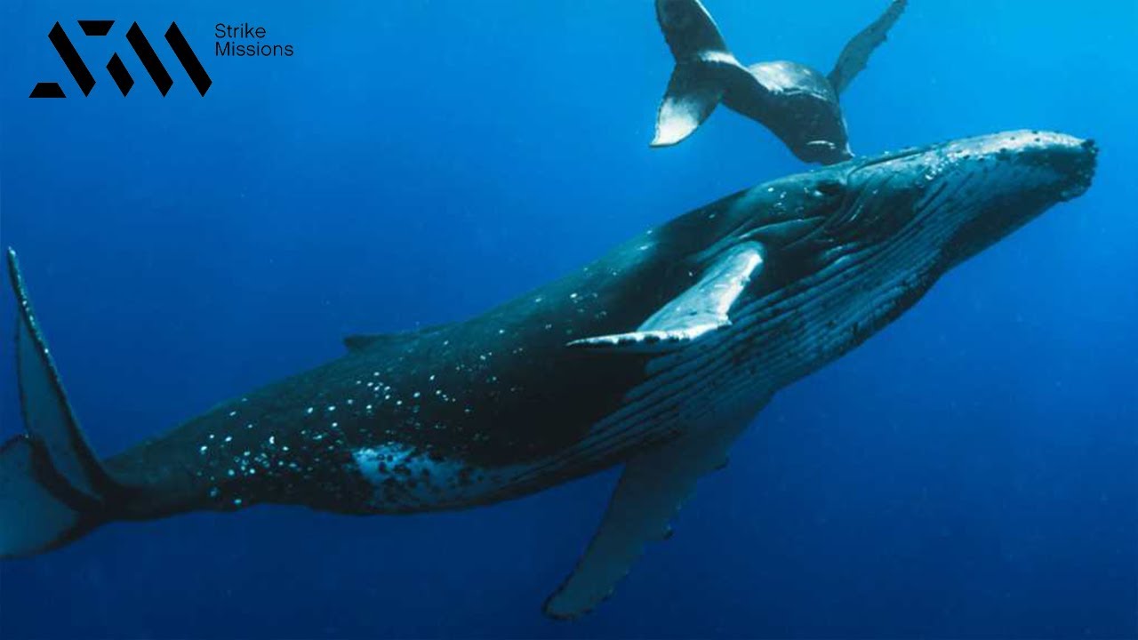 Humpback Whale Sounds Underwater
