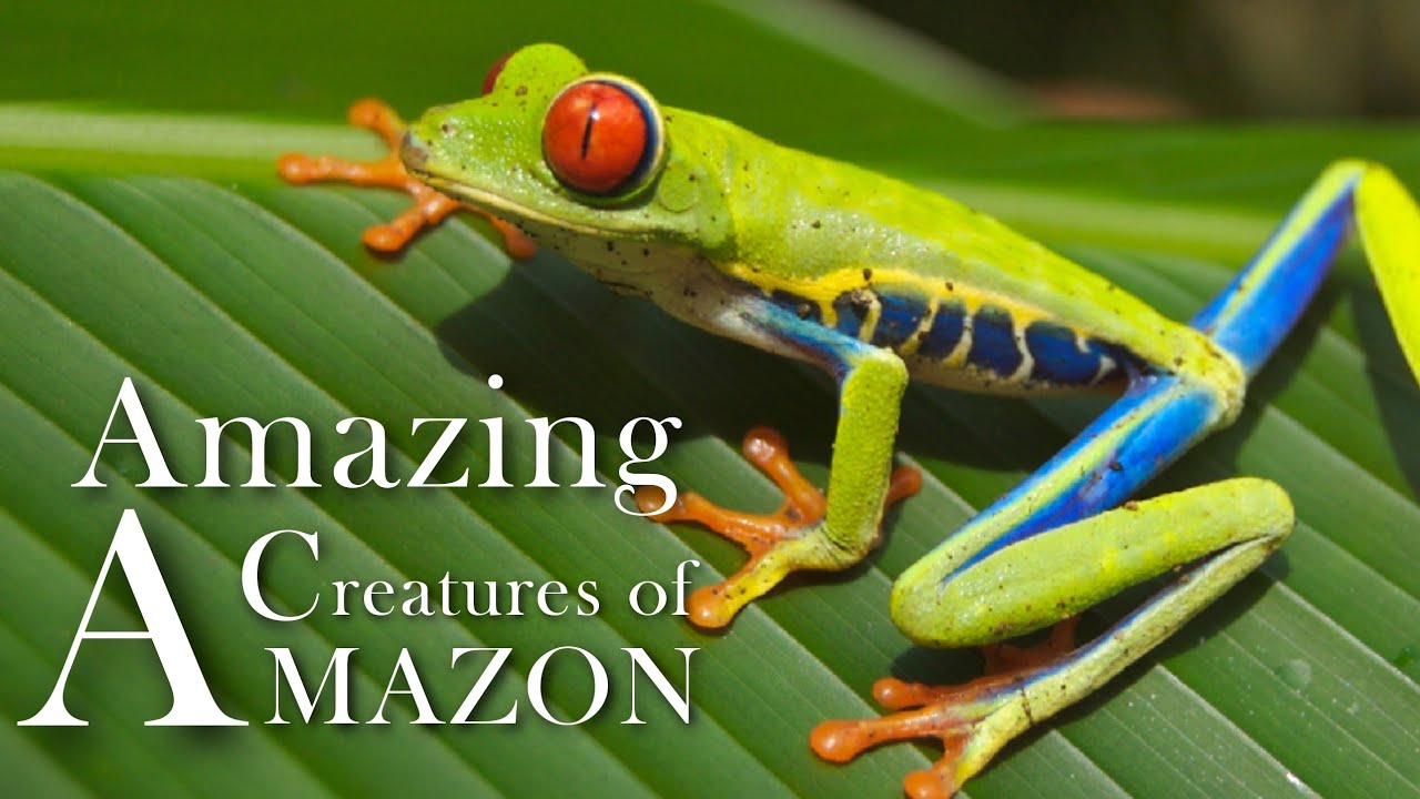 Wild Life Of Amazon, Rain Forest With 4K Retina - YouTube