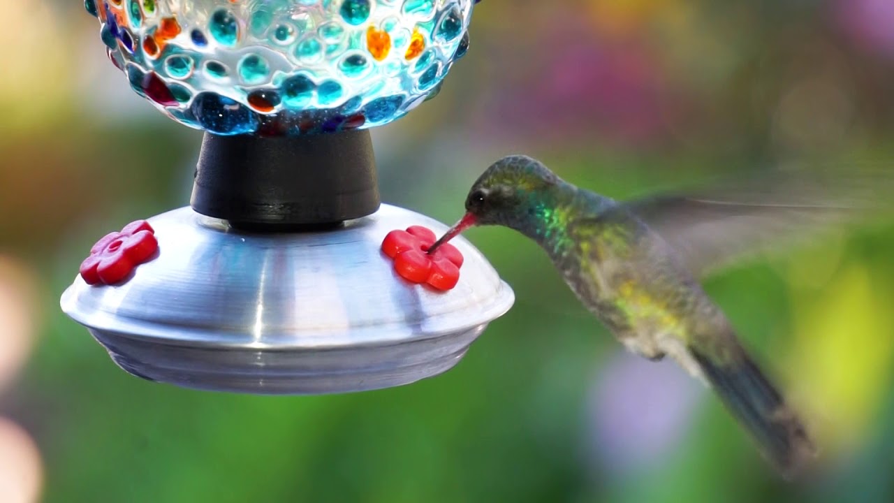 Camino Silvestre - Comedero para colibrí Filigree Sprinkles - YouTube