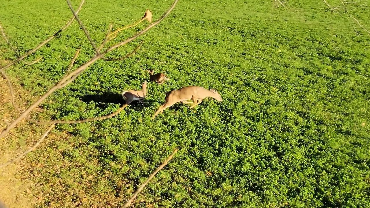Grim Reaper made quick work of this deer! - YouTube