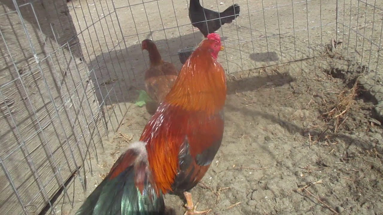 Bobby Boles asil 8 months old - YouTube