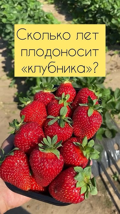 Сколько лет клубника плодоносит ? - YouTube