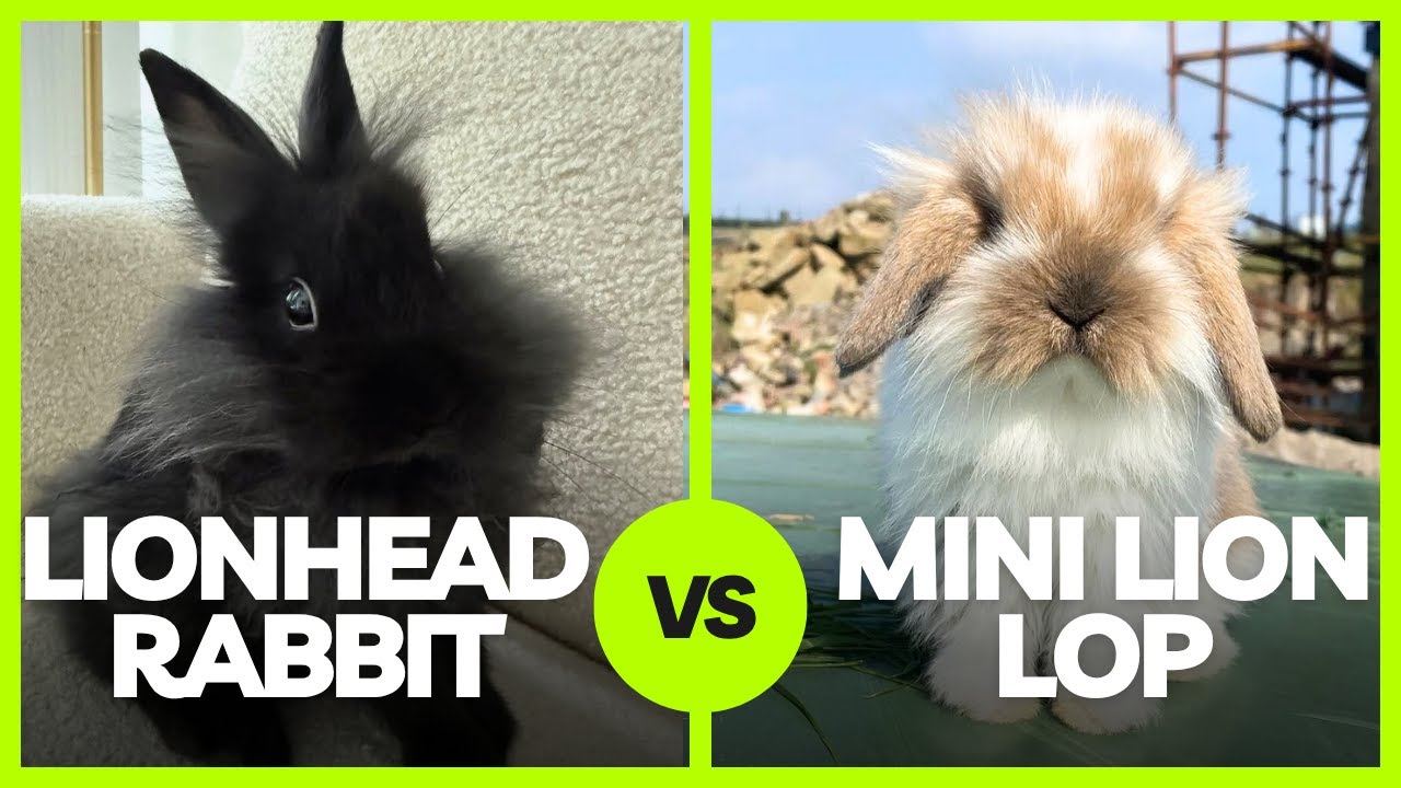 Lionhead vs Mini Lion Lop – The Fluffiest Bunny Showdown! - YouTube