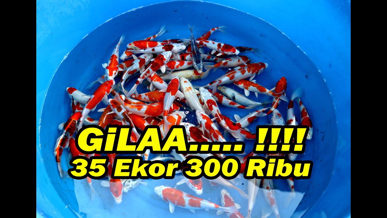 35 Ekor 300 Ribu Koi Harga Gilaaaa Dua Putri Koi 12 12 35-ekor-300-ribu-koi-harga-gilaaaa-dua-putri-koi-12-12