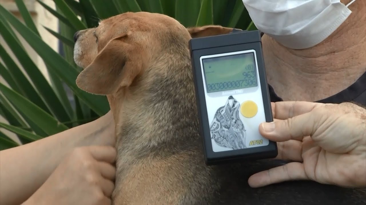 Microchipagem animais - YouTube