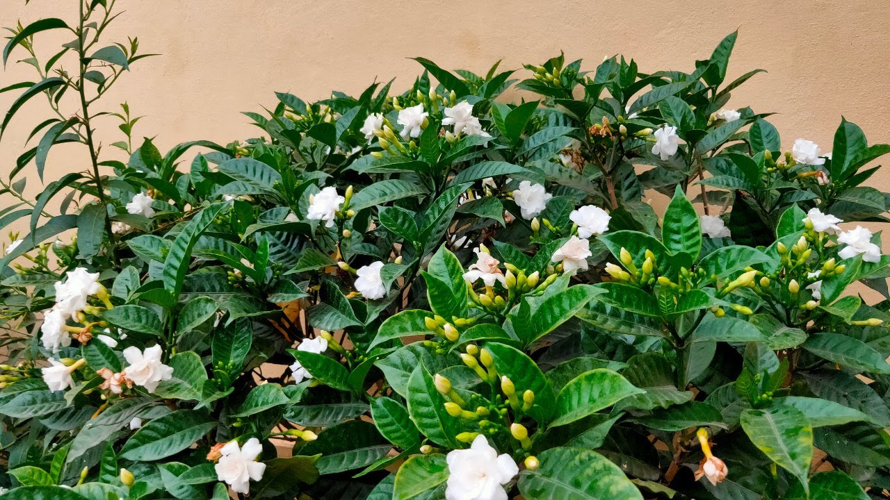 चांदनी पर कैसे पाएं ढ़ेरों फूल | How to Care of double Chandni plant ...