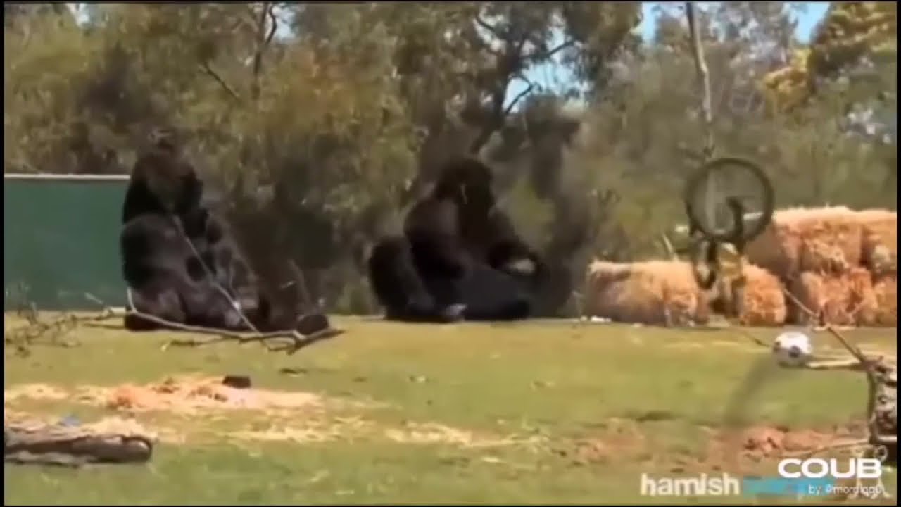 Gorilla riding a bicycle - YouTube