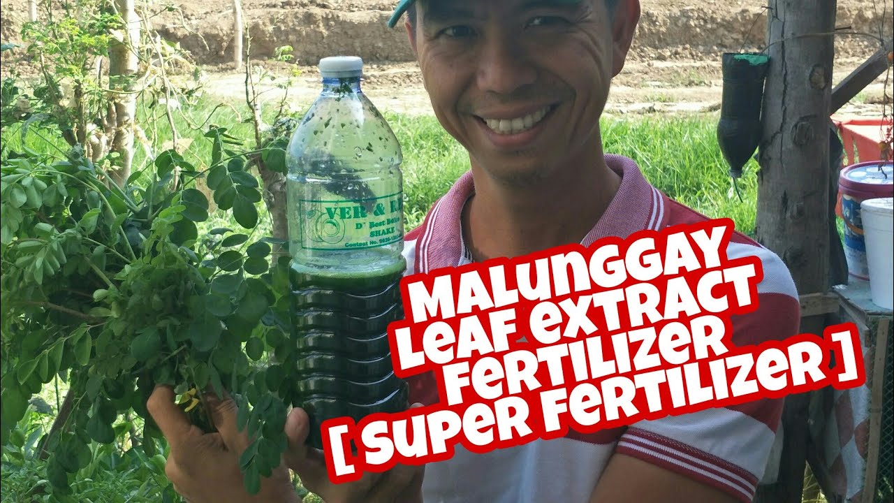 Malunggay : Excellent fertilizer sa halaman | Moringa Foliar Ferlizer ...