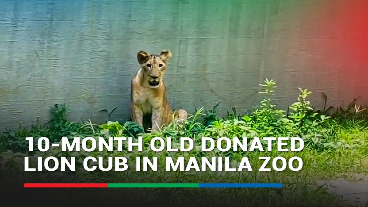WATCH: 10-month-old donated lion cub in Manila Zoo - YouTube