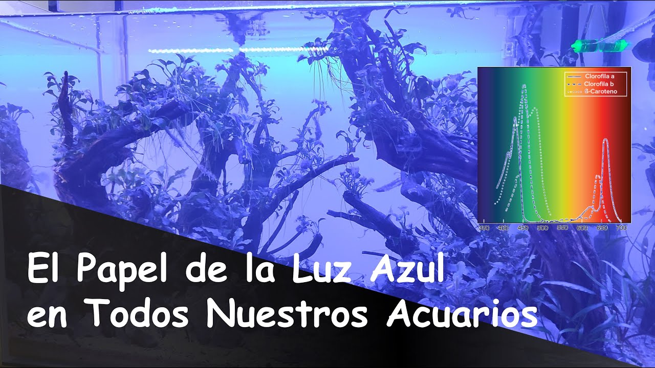 Importancia y Función de la Luz AZUL en la Naturaleza, en Acuarios ...