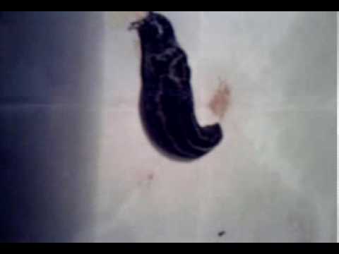 Monster Mollusk - YouTube