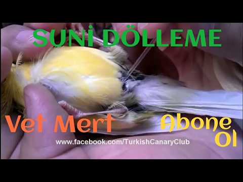 Kanaryalarda Suni Dölleme