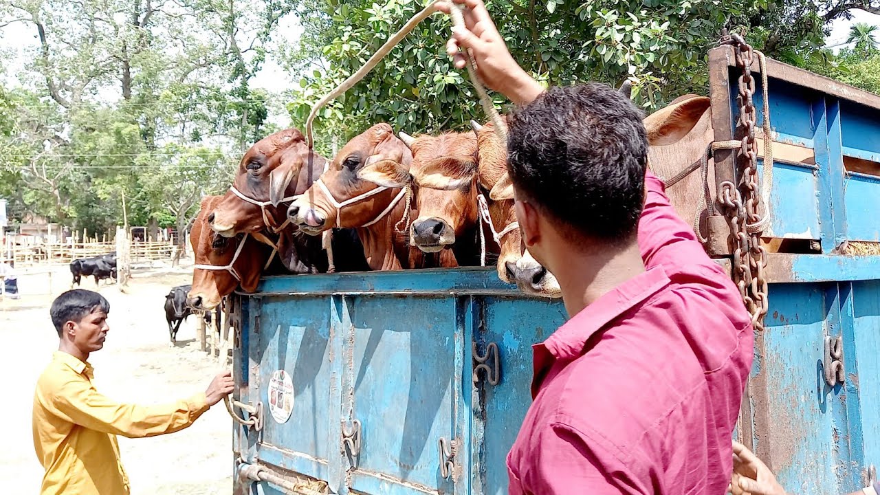 Cow unloading from truck Very famous cattle market/ Low price # ...