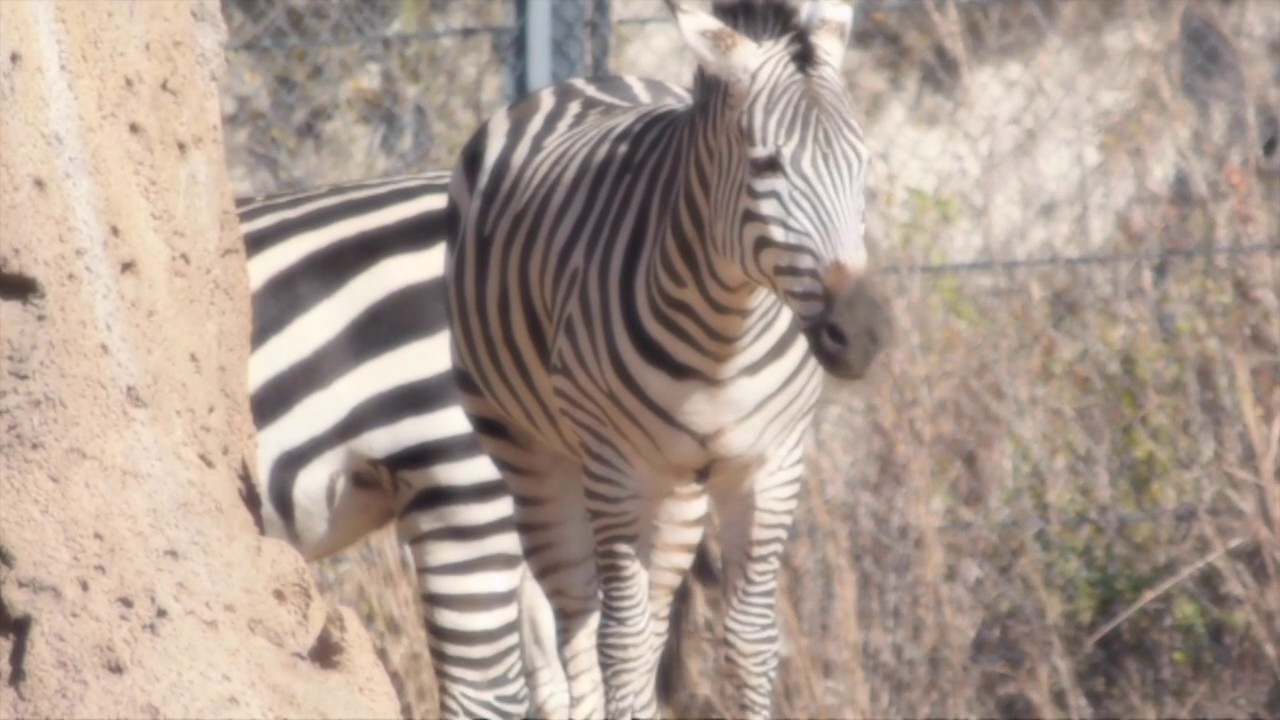 Reducing the Endangerment of Animals - YouTube