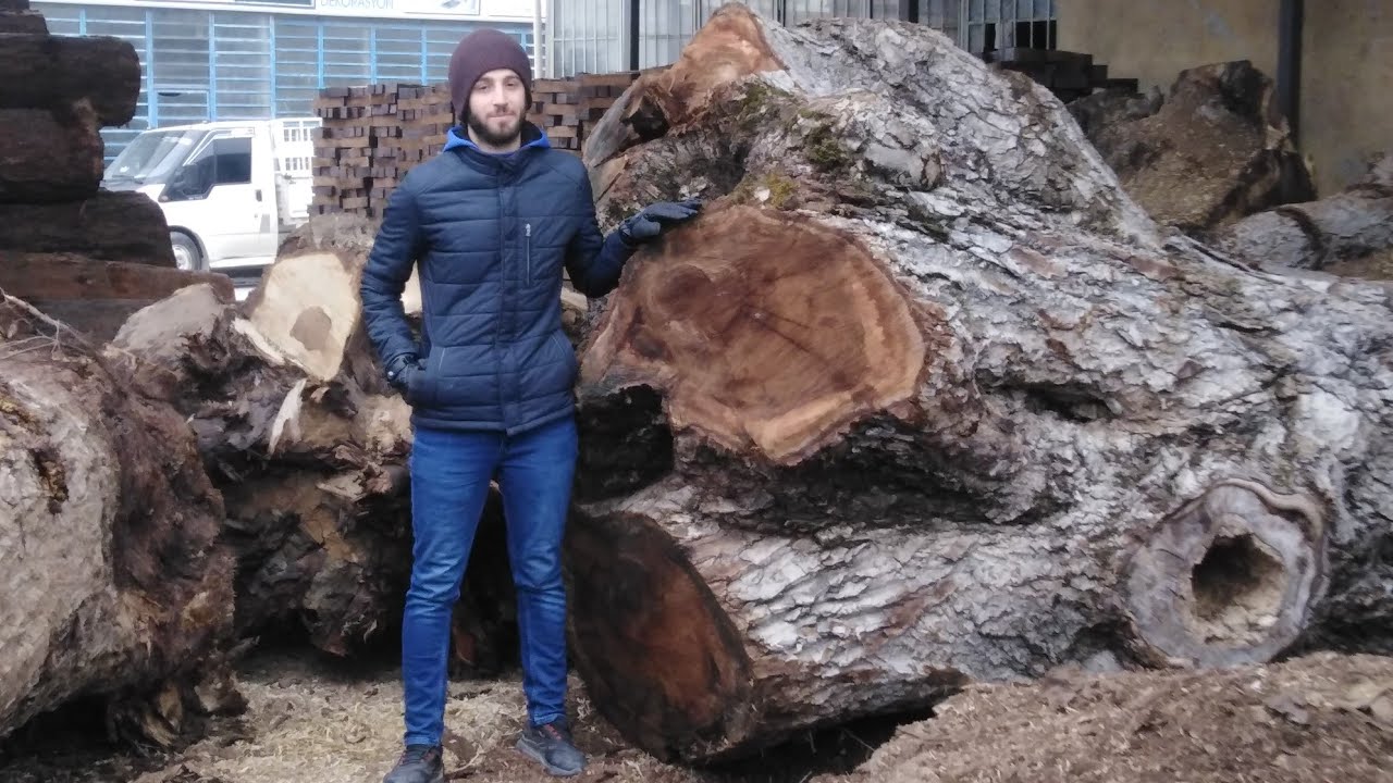 Sawing Walnut Logs in a Sawmill - YouTube