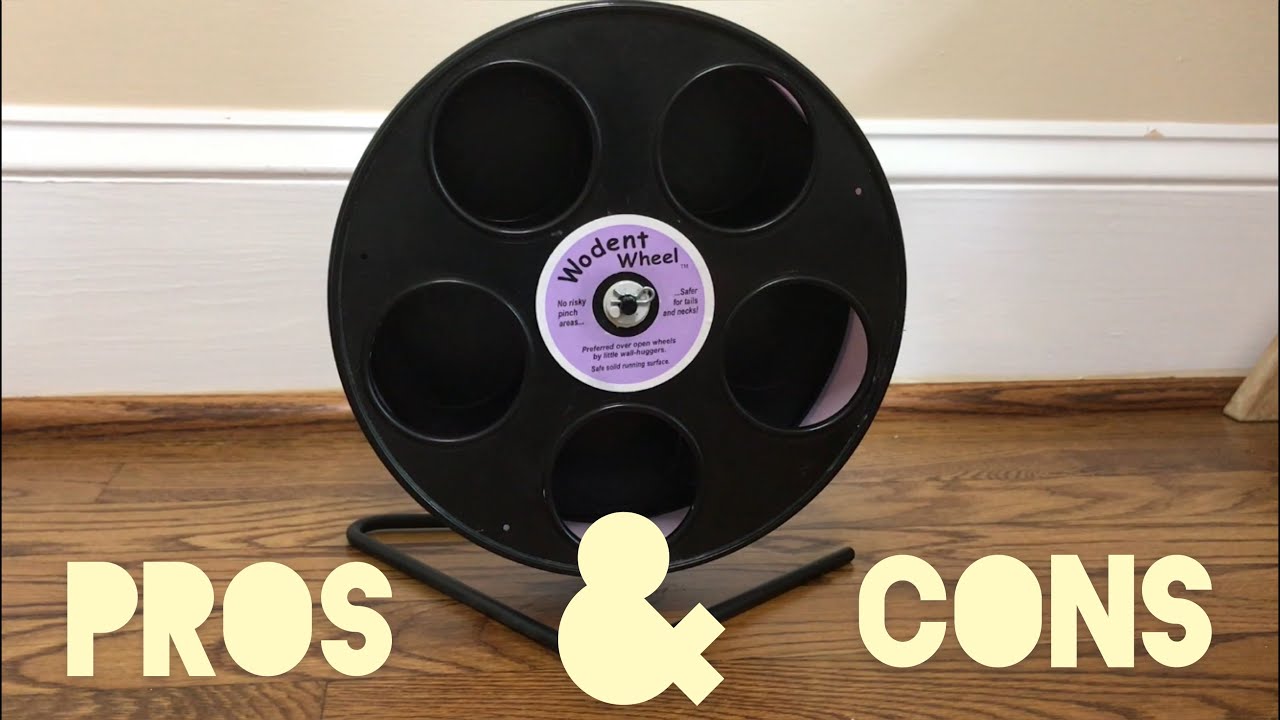Wodent Wheel Review - YouTube
