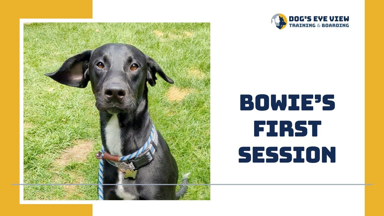 Bowie's First Session - Week 1 Update - YouTube