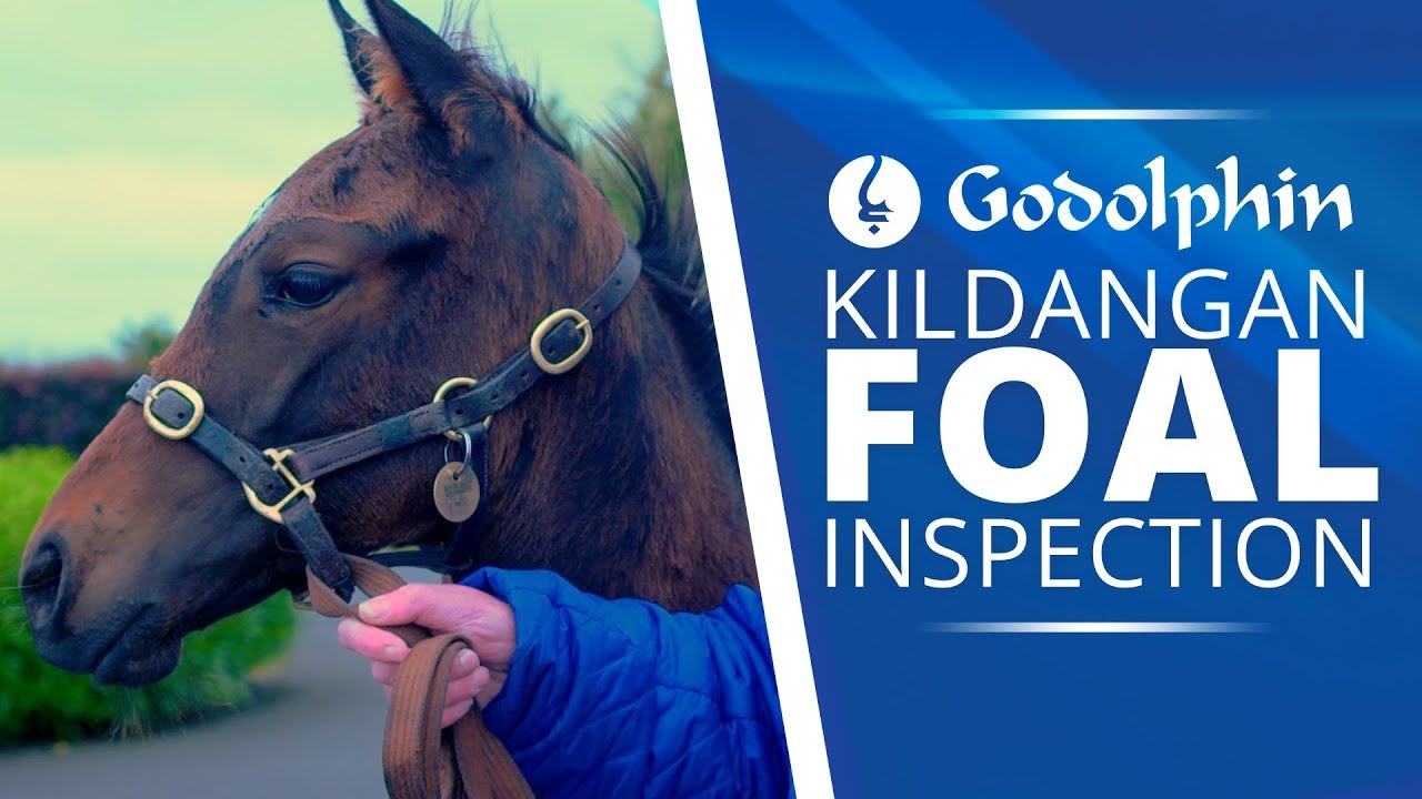 Inspecting Foals at Kildangan Stud - YouTube