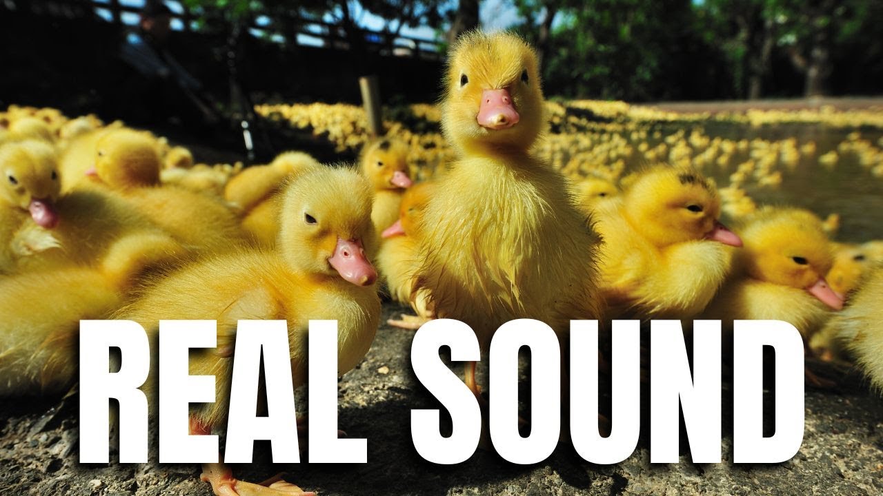 Duck Sound - Wild Animal Sounds #duck #ducks - YouTube