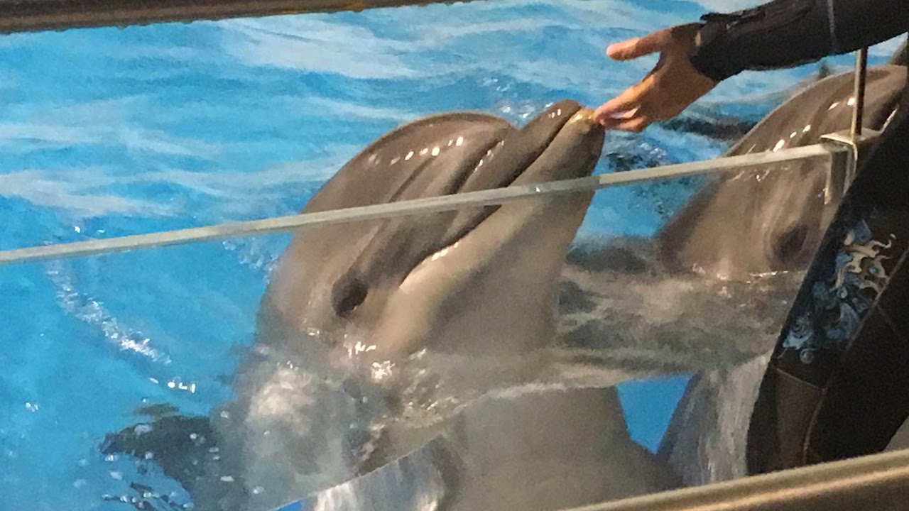 Dolphin show in Lithuanian Sea museum - Travel Biiz 2017 - YouTube