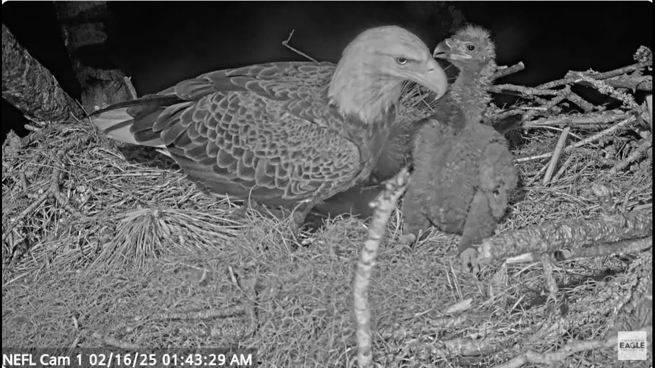 NE31 American Eagle Foundation NEFL Cam 1 - Live Bald Eagle Cam - YouTube