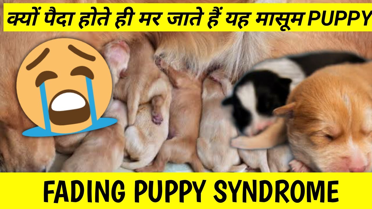 FADING PUPPY SYNDROME/WHY PUUPPY DIES IN FIRST FEW WEEK OF LIFE/ PUPPY ...