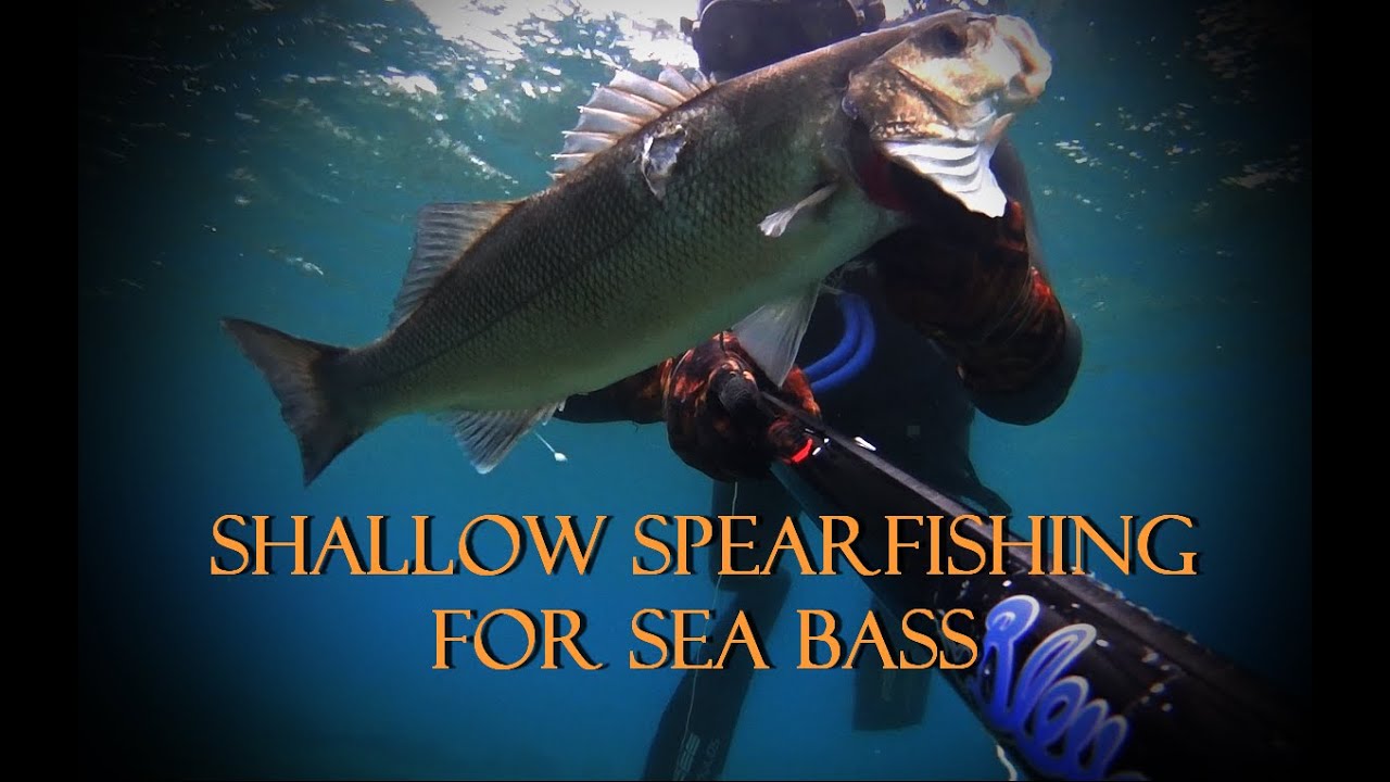 ΡΗΧΟ ΨΑΡΟΝΤΟΥΦΕΚΟ ΓΙΑ ΛΑΒΡΑΚΙΑ | SHALLOW SPEARFISHING FOR SEA BASS | 💥 ...