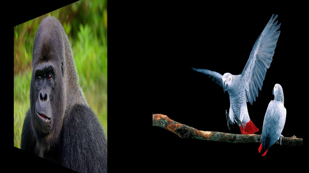 TOP 5 DES PLUS BEAUX PARCS NATIONAUX AU GABON - YouTube